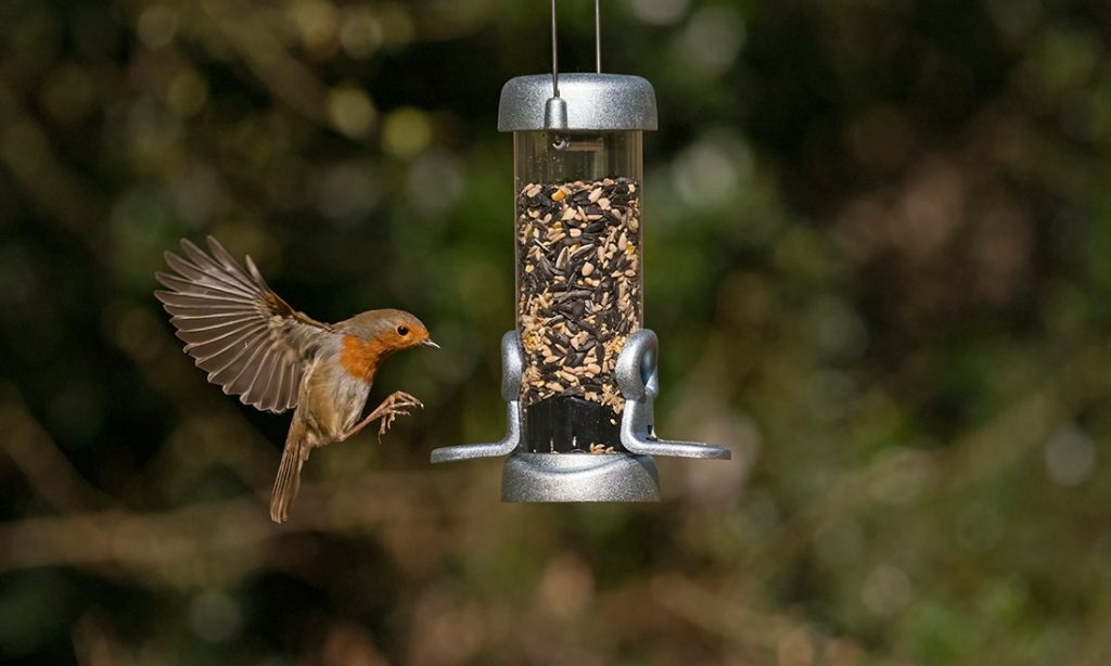 Should You Feed Birds In The Summer? | Verdigris UK