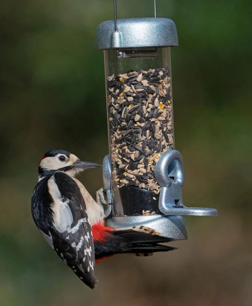 Are Birds Cold-Blooded or Warm-Blooded | Verdigris UK
