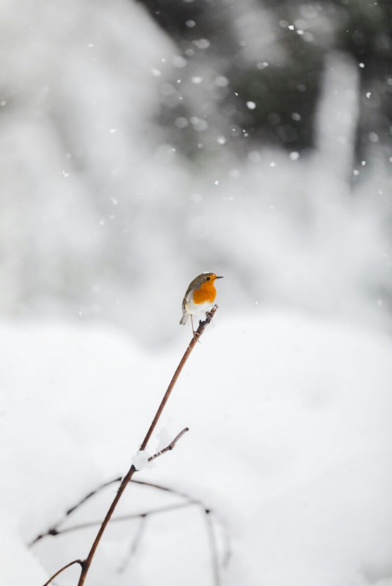 Are Birds Cold-Blooded or Warm-Blooded | Verdigris UK